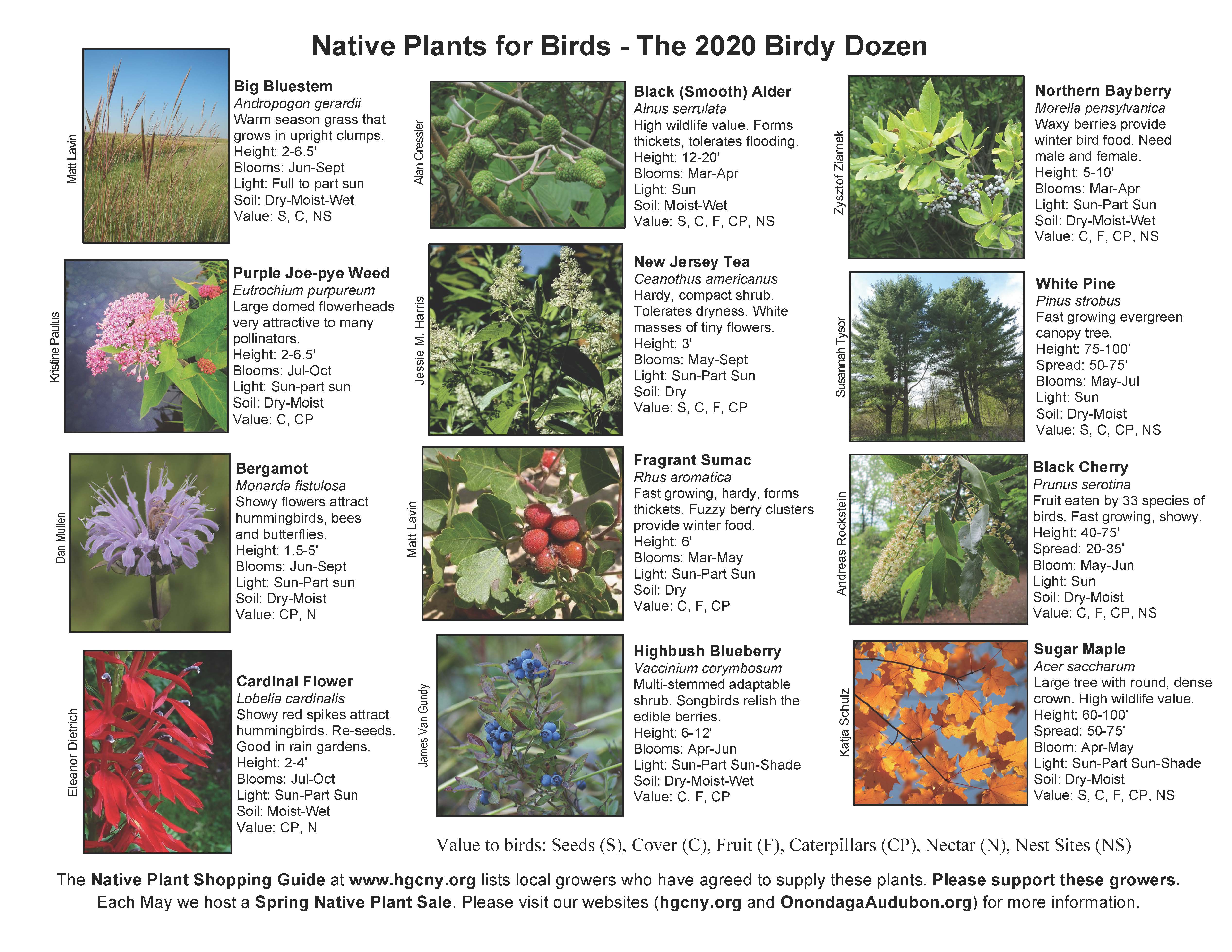 Native Plants for Birds
